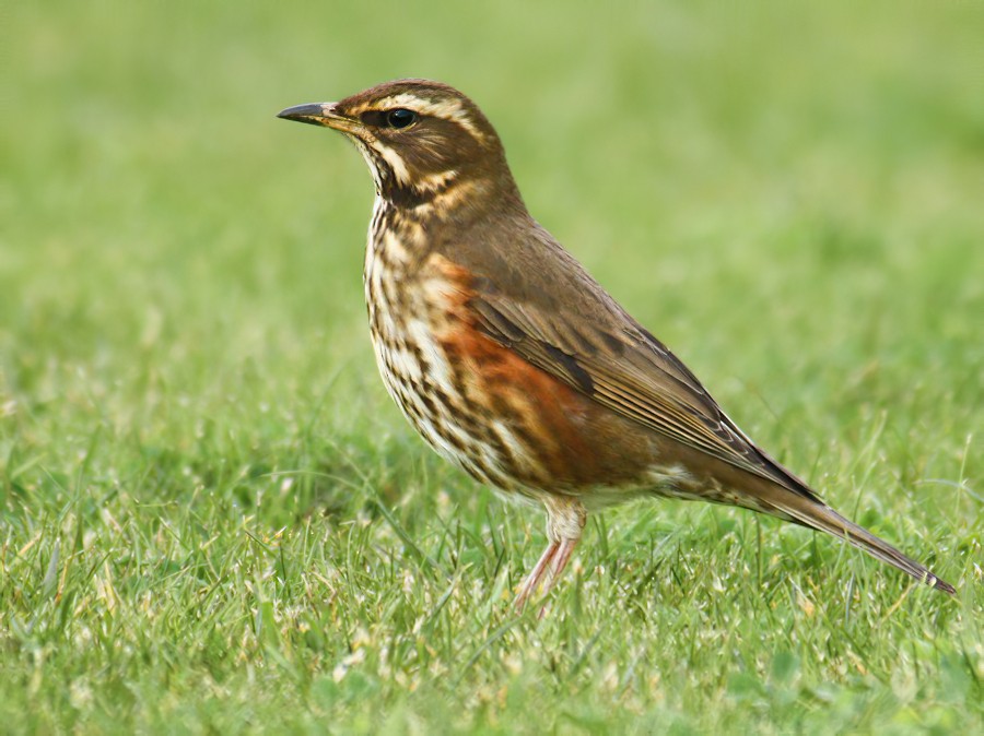 Redwing - eBird