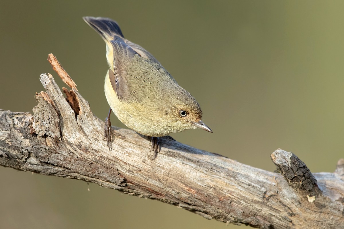 Buff-rumped Thornbill - Acanthiza reguloides - Media Search - Macaulay ...