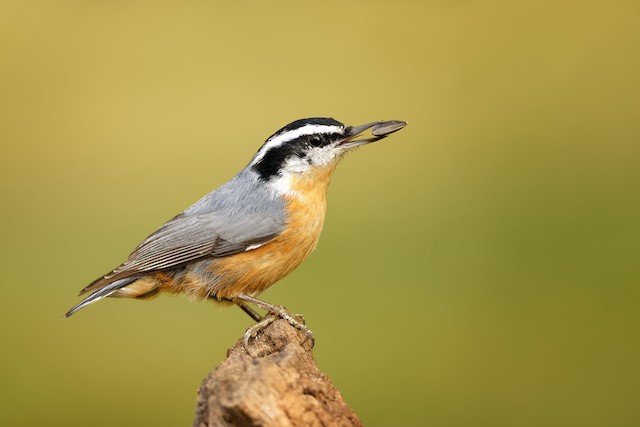 Red Breasted Nuthatch