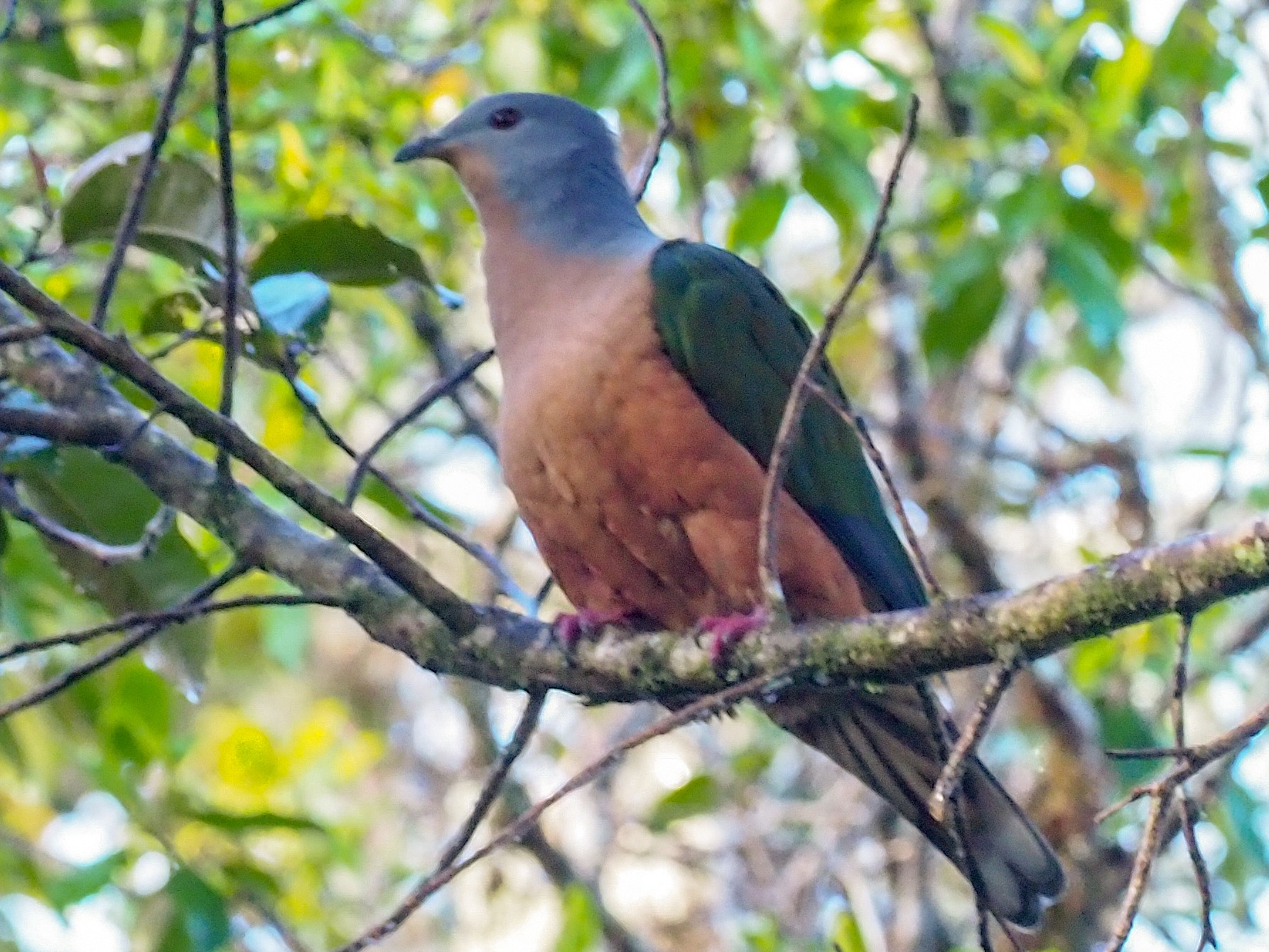 Rufescent Imperial-Pigeon - eBird