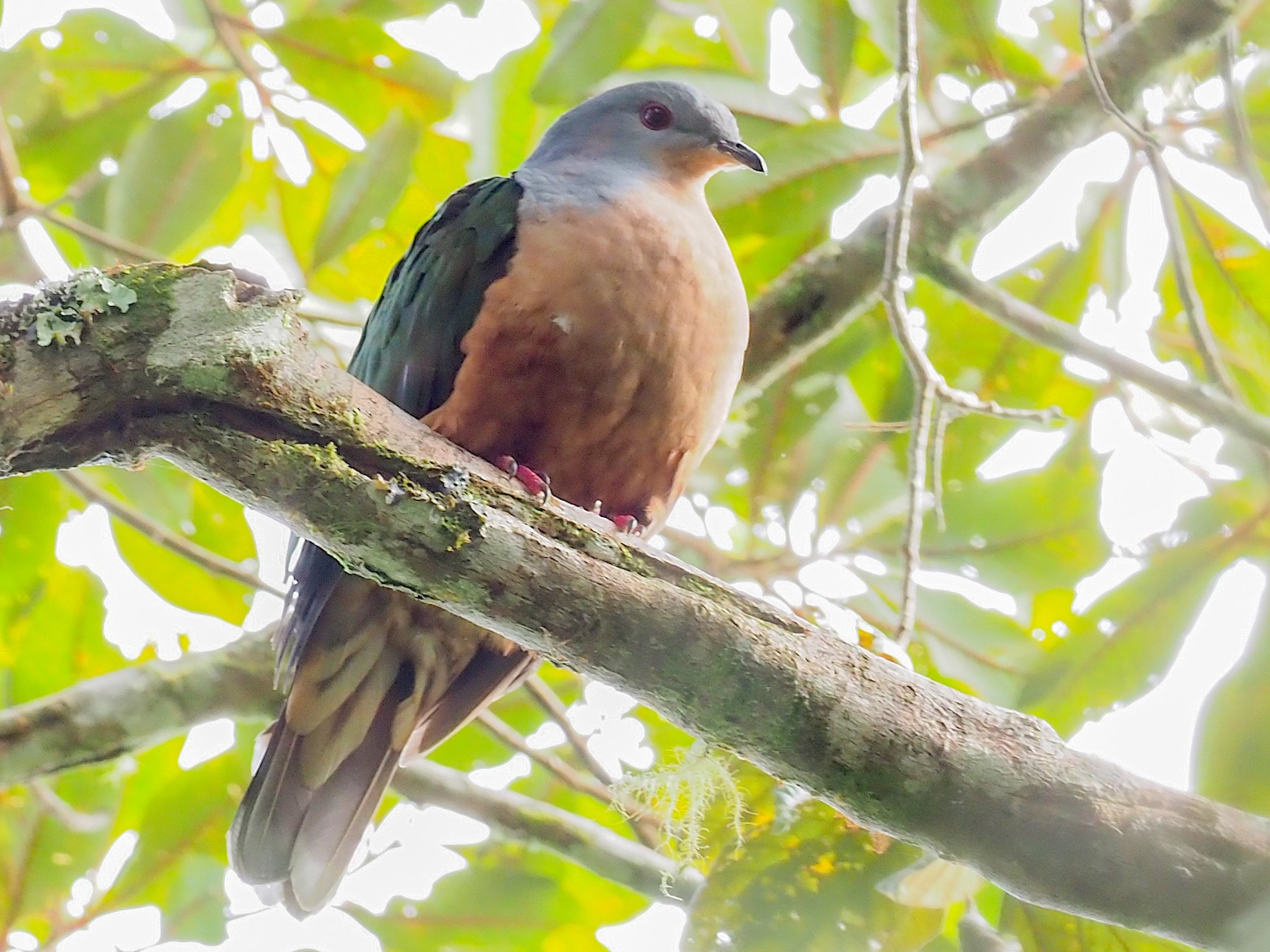 Rufescent Imperial-Pigeon - eBird