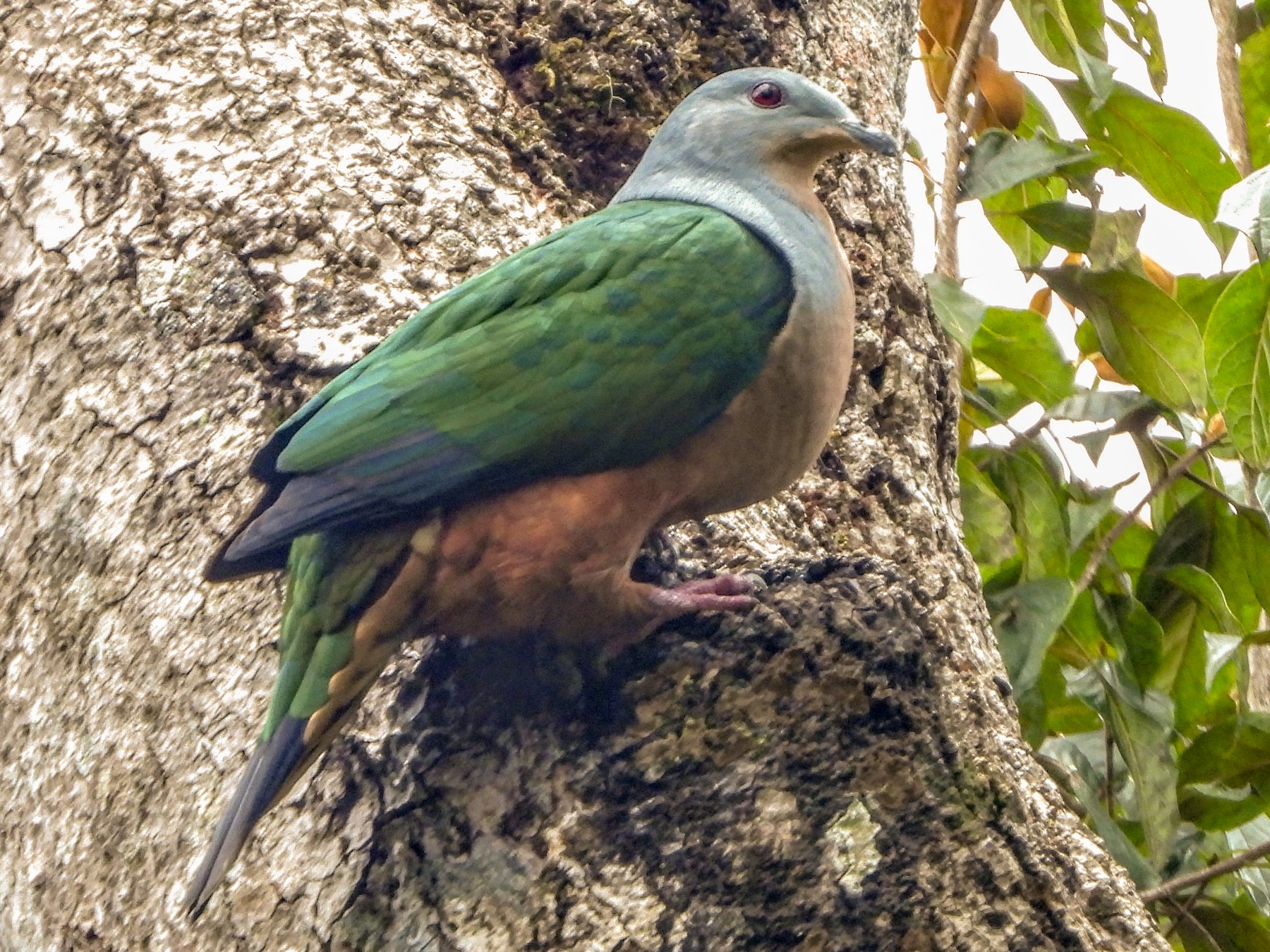 Rufescent Imperial-Pigeon - eBird
