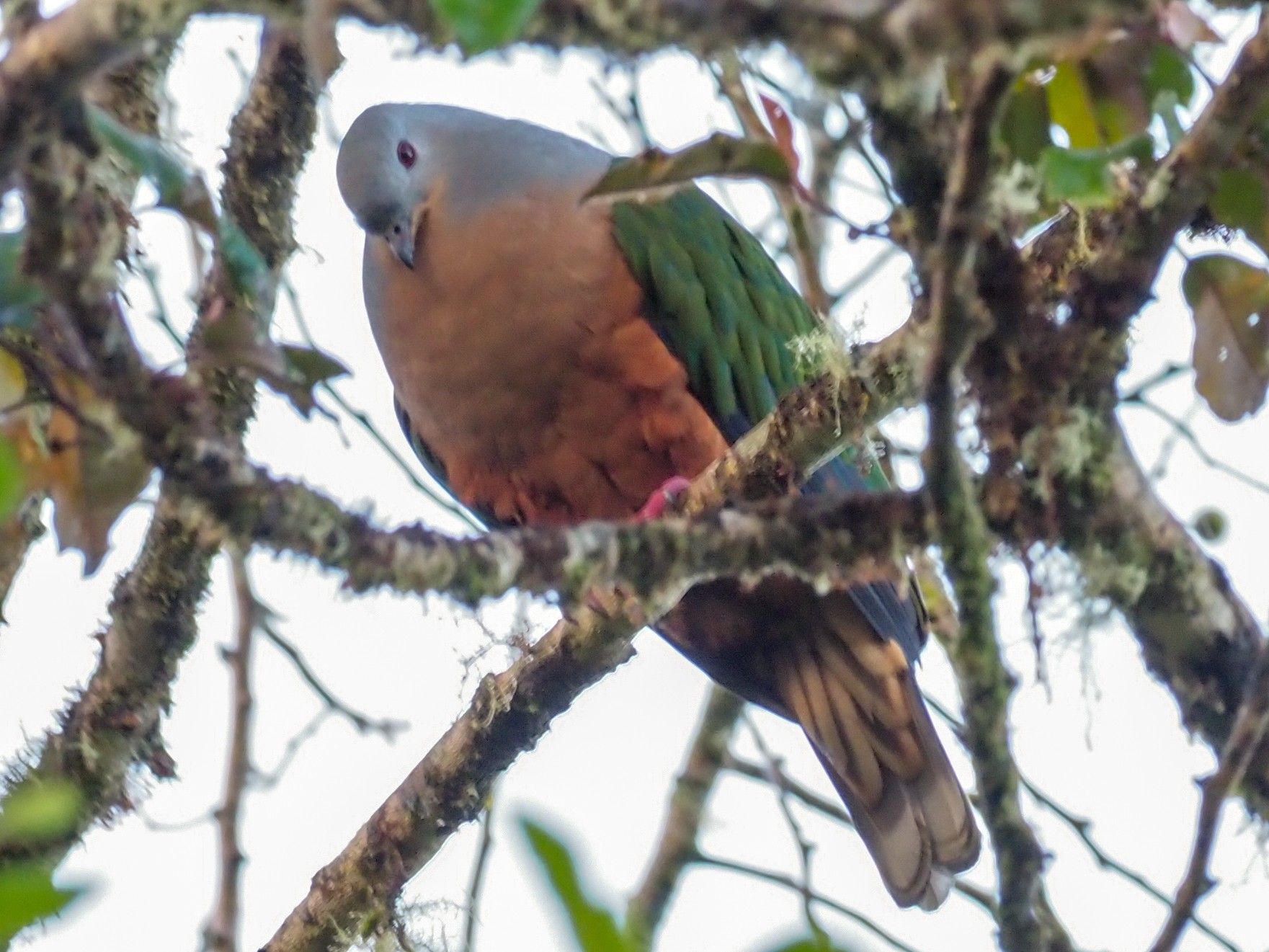 Rufescent Imperial-Pigeon - eBird