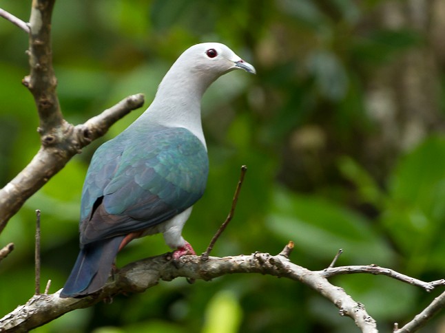 Island Imperial-Pigeon - eBird
