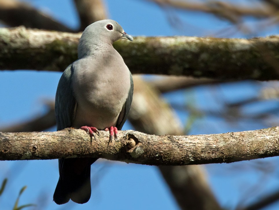 Island Imperial-Pigeon - eBird