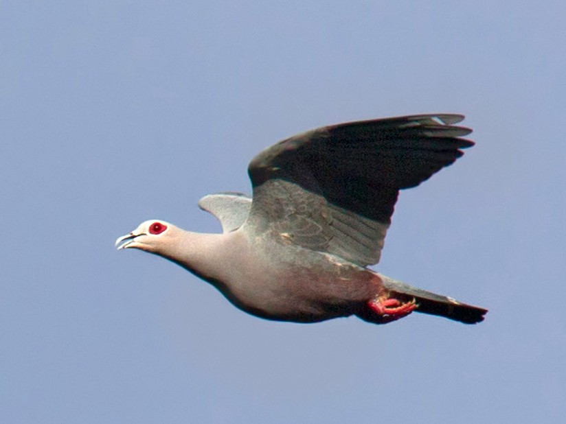 Pinon's Imperial-Pigeon - eBird
