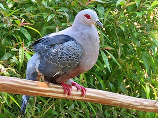 Pinon's Imperial-Pigeon - eBird