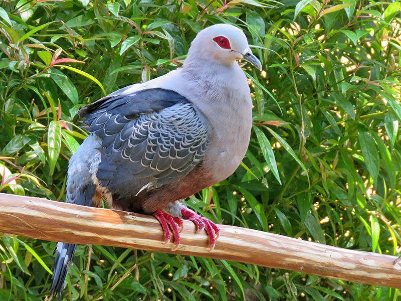 Pinon's Imperial-Pigeon - eBird