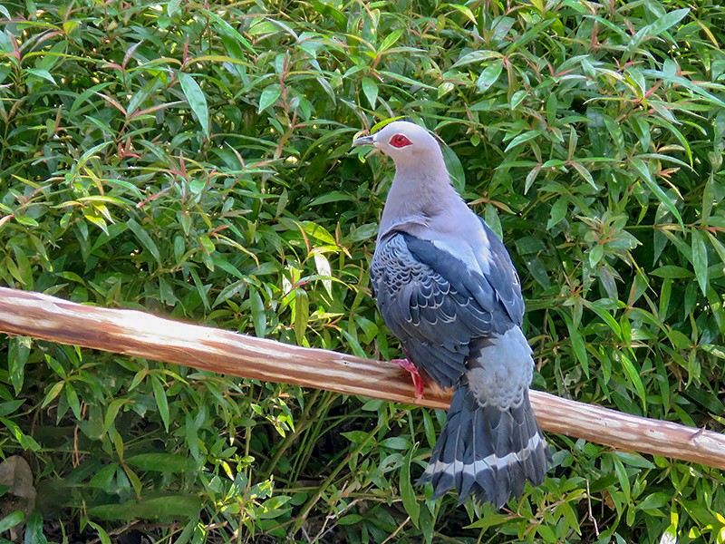 Pinon's Imperial Pigeon - eBird