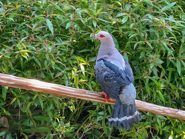 Photos - Pinon's Imperial-Pigeon - Ducula pinon - Birds of the World