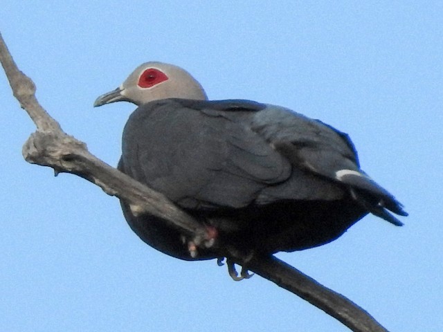 Photos - Pinon's Imperial-Pigeon - Ducula pinon - Birds of the World