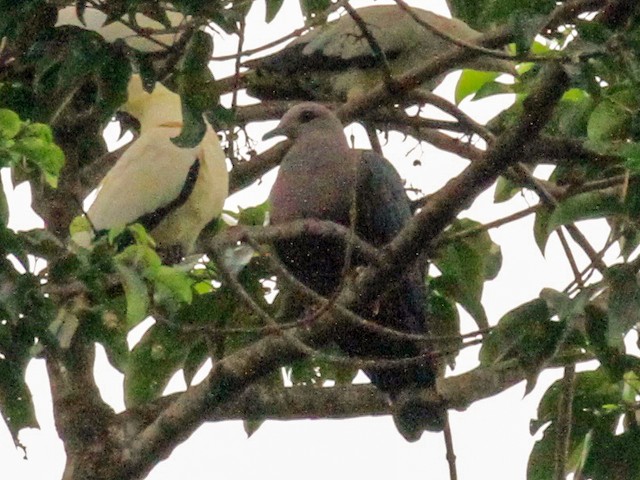 Photos - Pinon's Imperial-Pigeon - Ducula pinon - Birds of the World