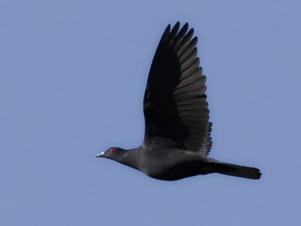 Dúcula Negra - eBird