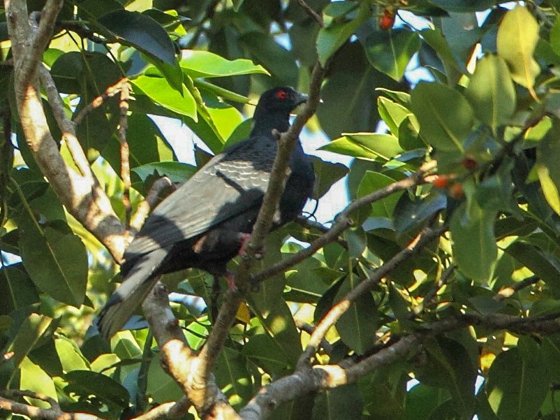 Black Imperial Pigeon - eBird