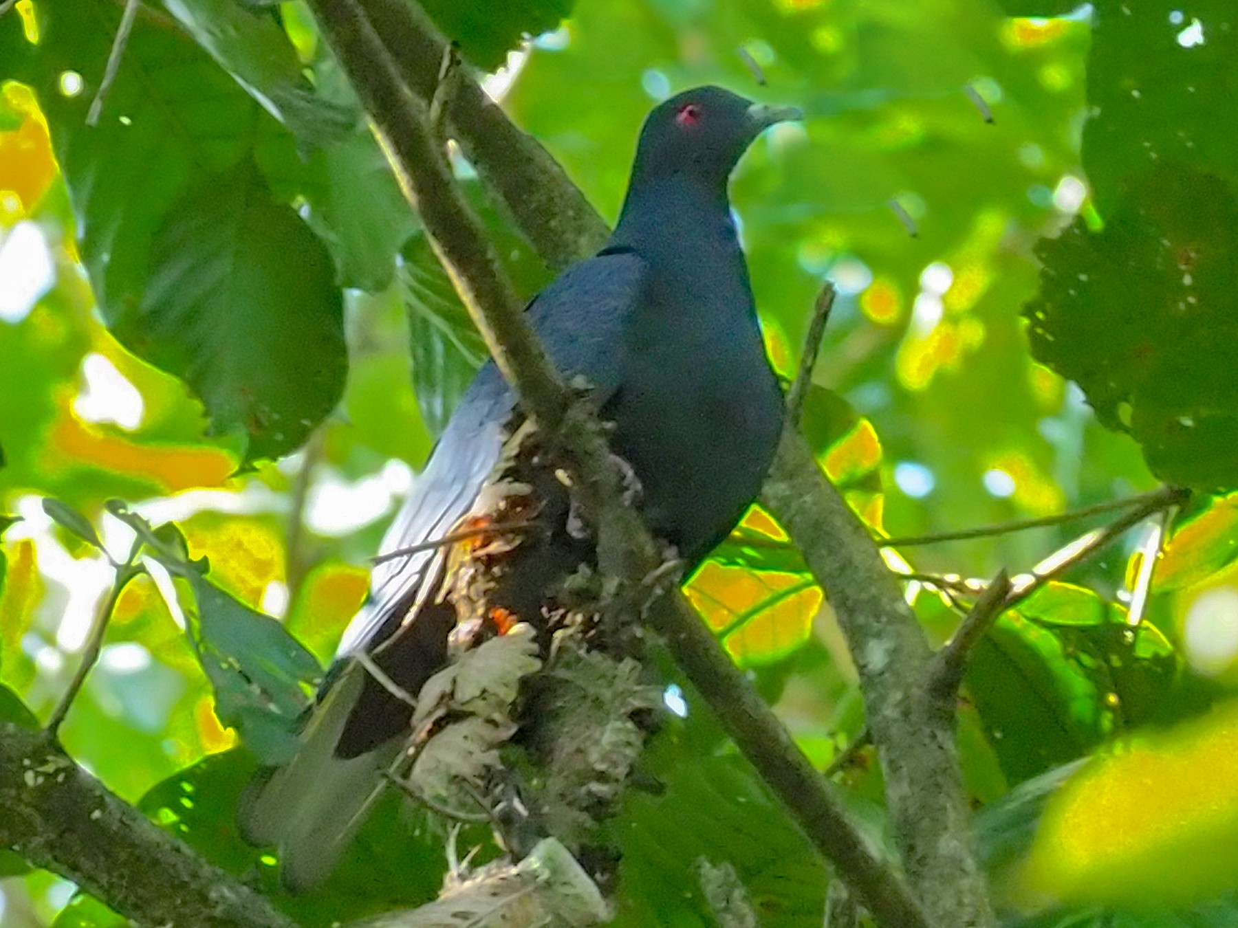 Black Imperial Pigeon - eBird