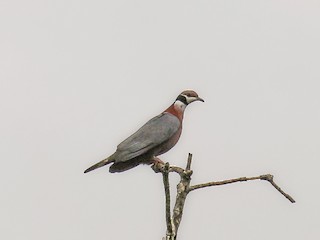 Collared Imperial-Pigeon - eBird