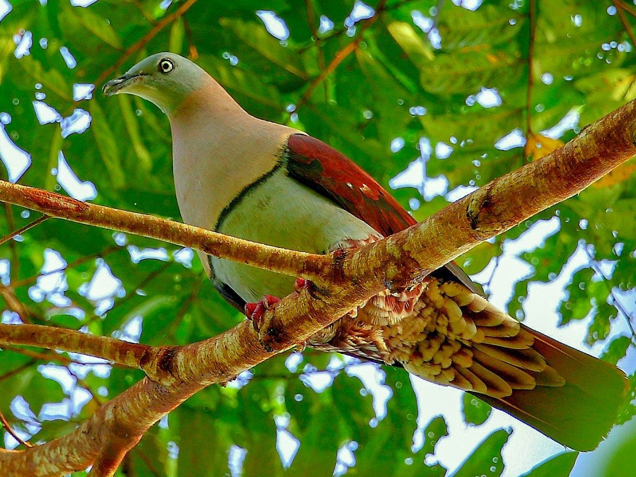 Zoe's Imperial-Pigeon - eBird