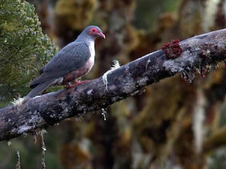 Papuan Mountain-Pigeon - eBird