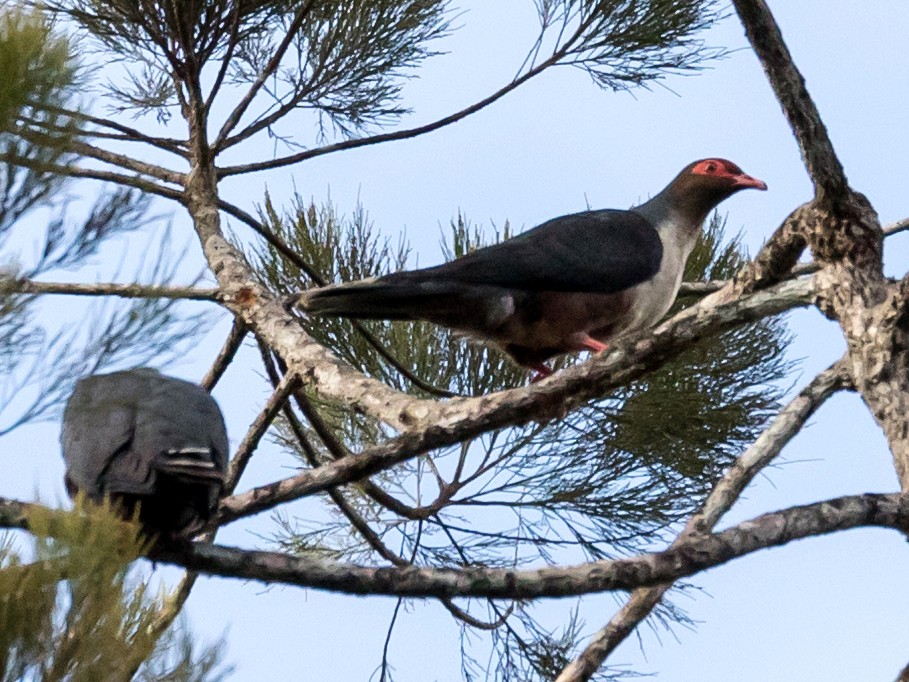 Papuan Mountain-Pigeon - eBird