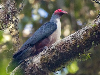 Papuan Mountain-Pigeon - eBird
