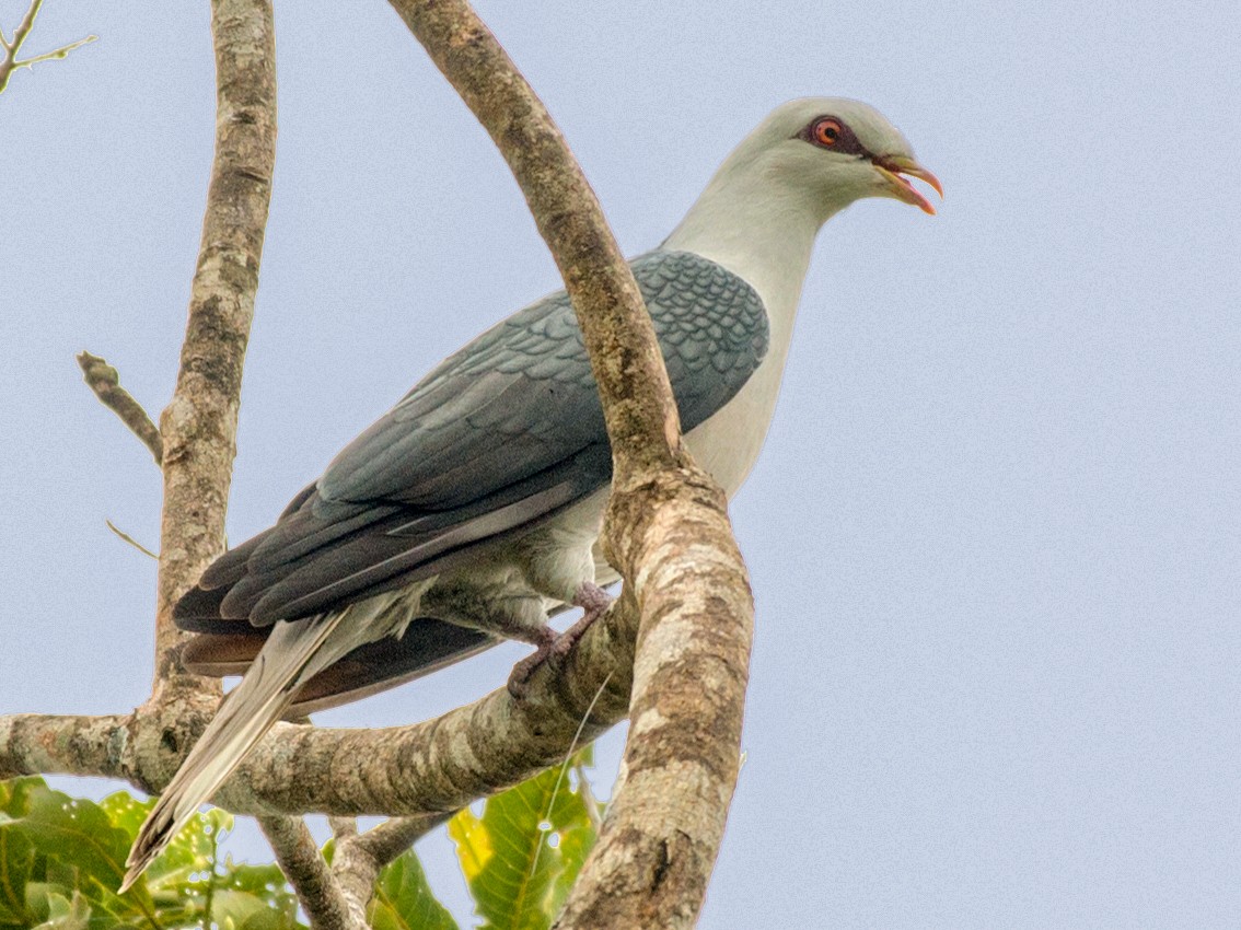 Paloma Montana de las Salomón - eBird