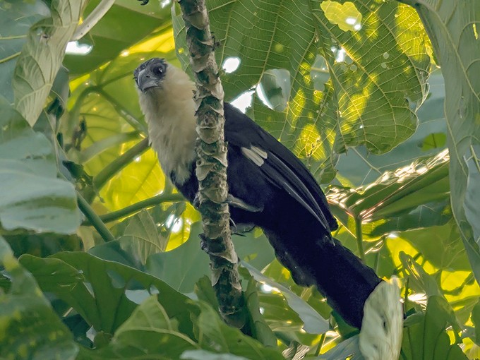 Pied Coucal - eBird
