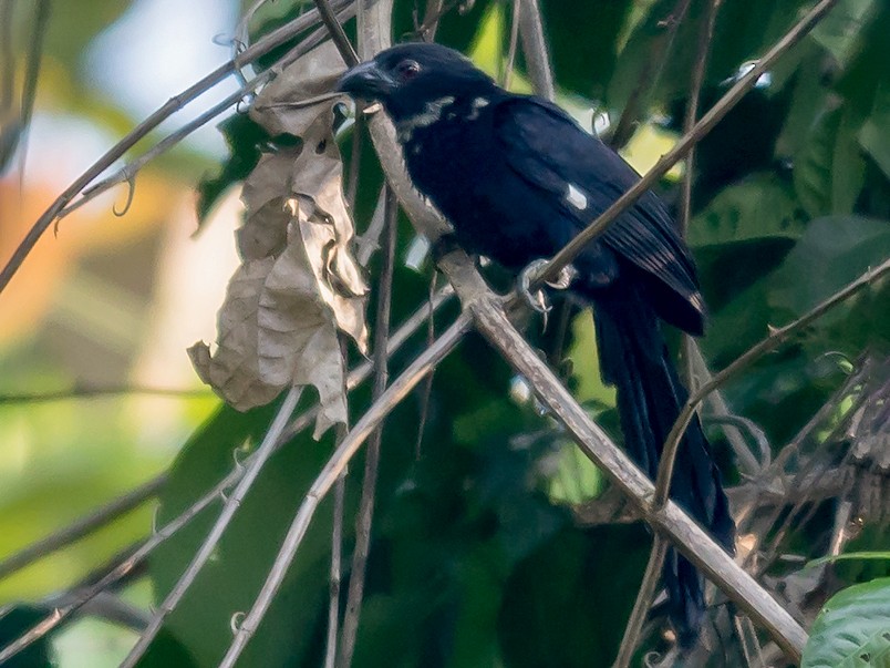 Pied Coucal - eBird