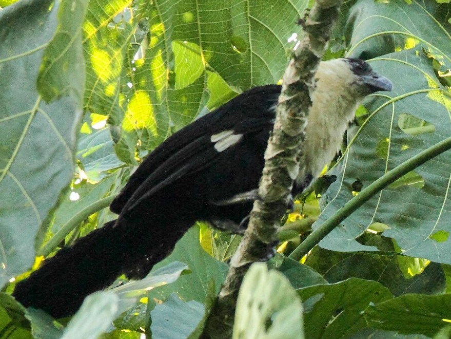 Pied Coucal - eBird