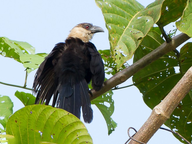 Pied Coucal - eBird