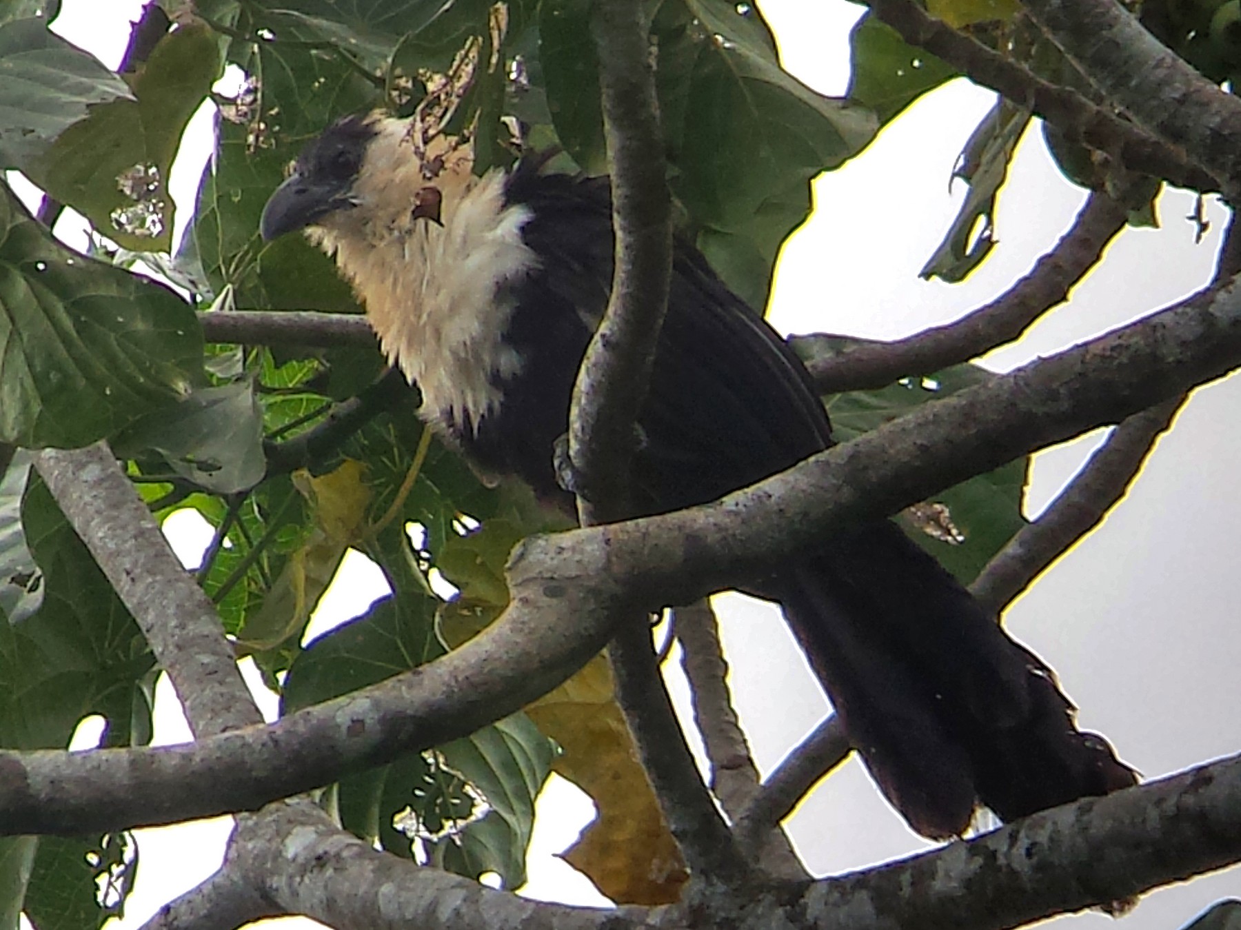 Pied Coucal - eBird