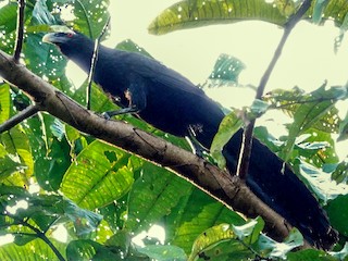 Greater Black Coucal - eBird