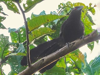Greater Black Coucal - Centropus menbeki - Birds of the World
