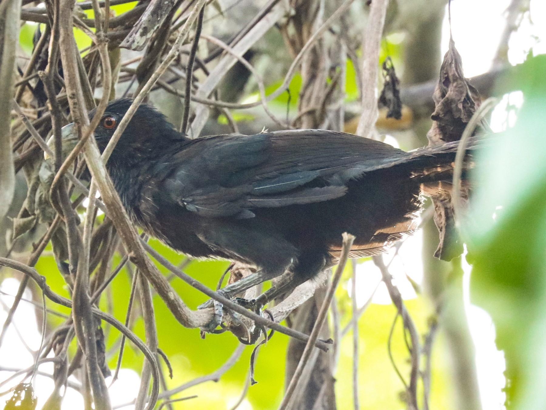 Cucal Menebiki - eBird