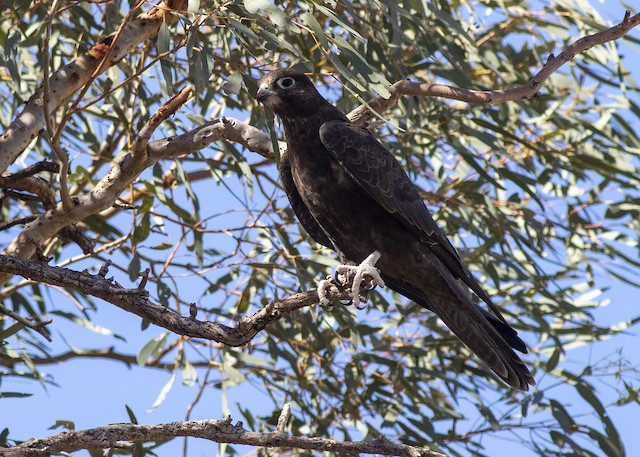 Photos - Black Falcon - Falco subniger - Birds of the World