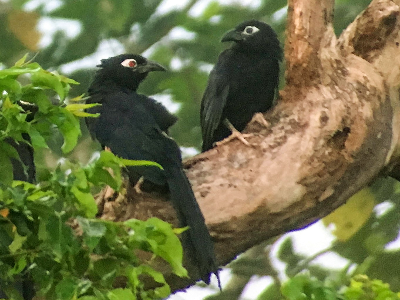 Violaceous Coucal - eBird
