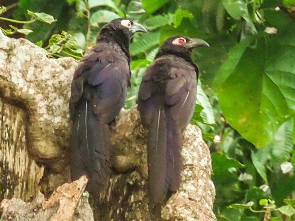 Violaceous Coucal - eBird