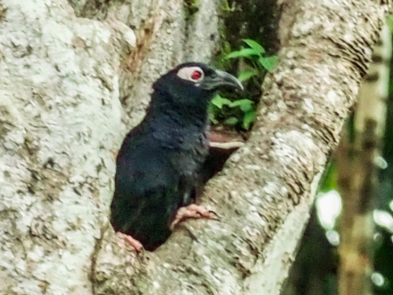 Cucal Violáceo - eBird