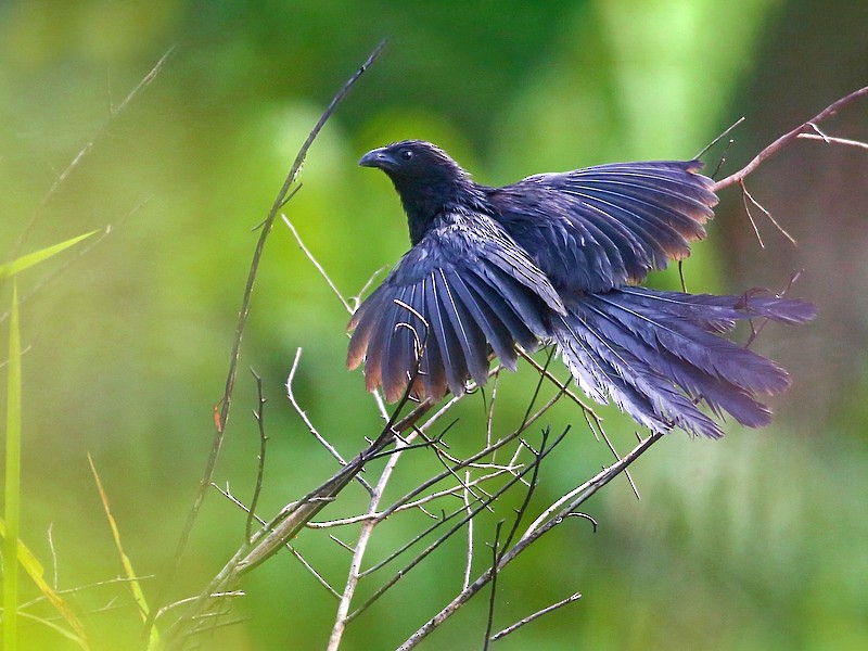 Lesser Black Coucal - eBird