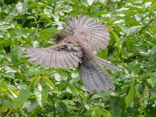 Lesser Black Coucal - eBird