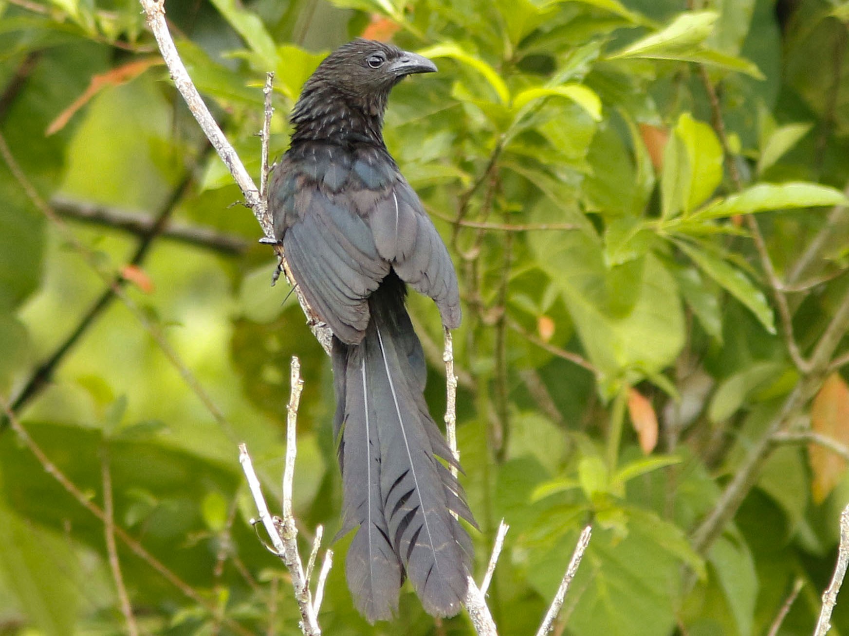 Lesser Black Coucal - eBird