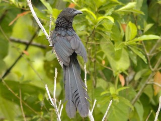 Lesser Black Coucal - eBird