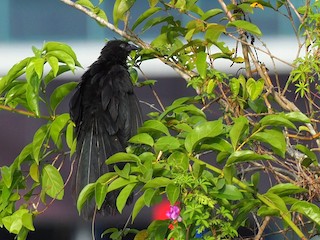 Lesser Black Coucal - eBird