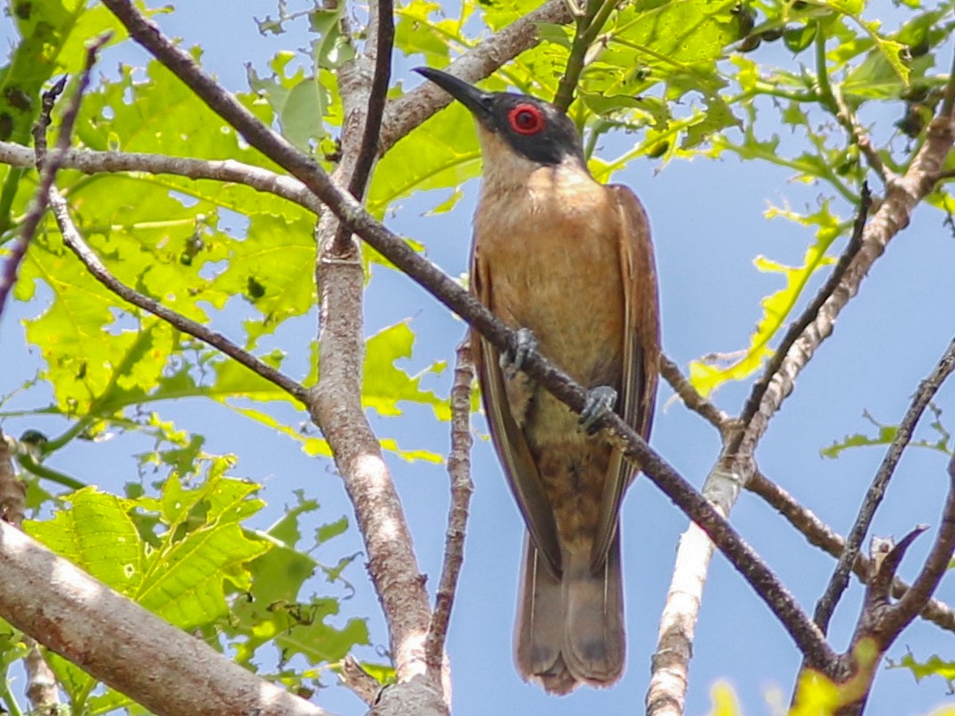 Long-billed Cuckoo - eBird