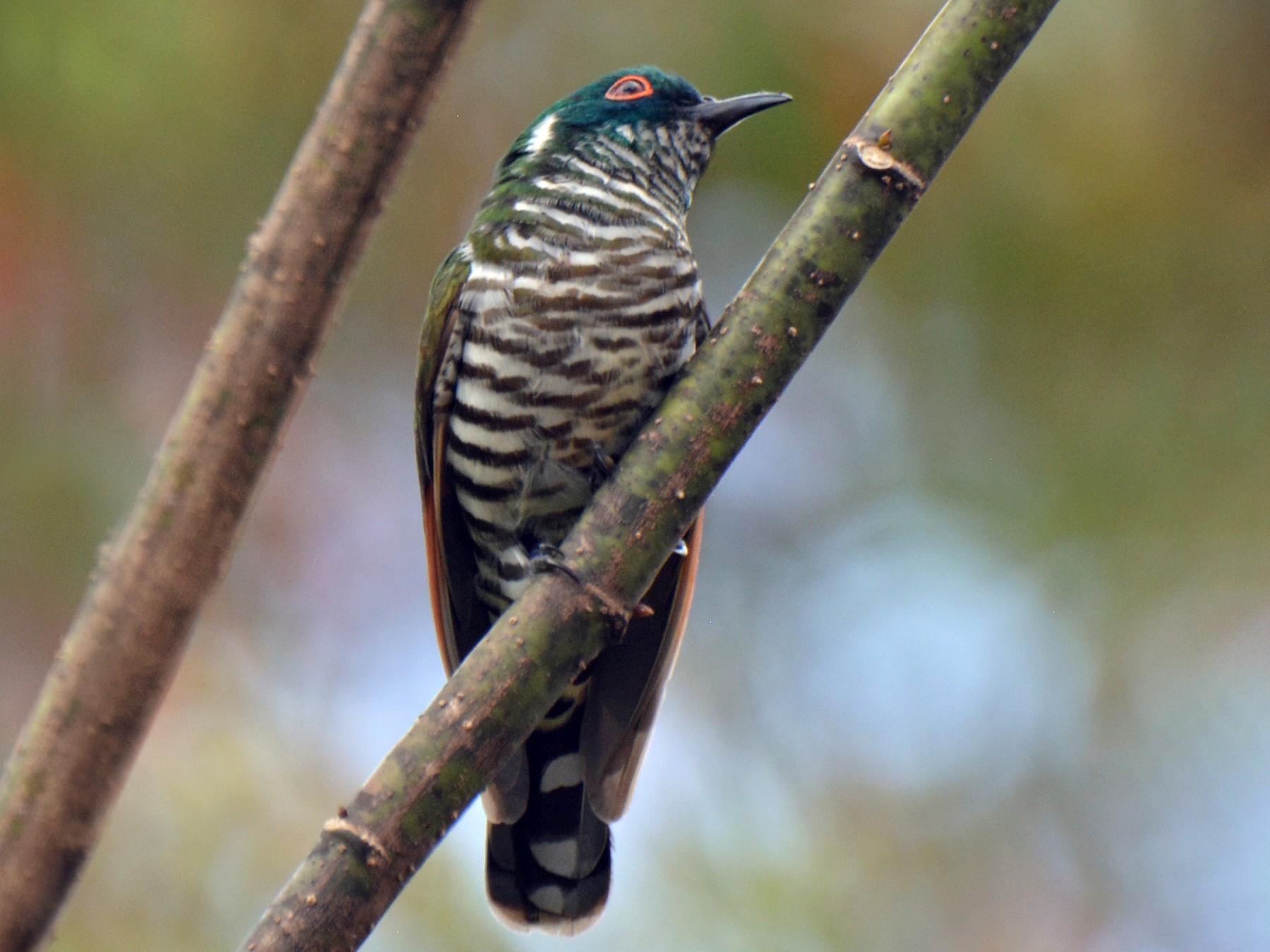 White-eared Bronze-Cuckoo - eBird