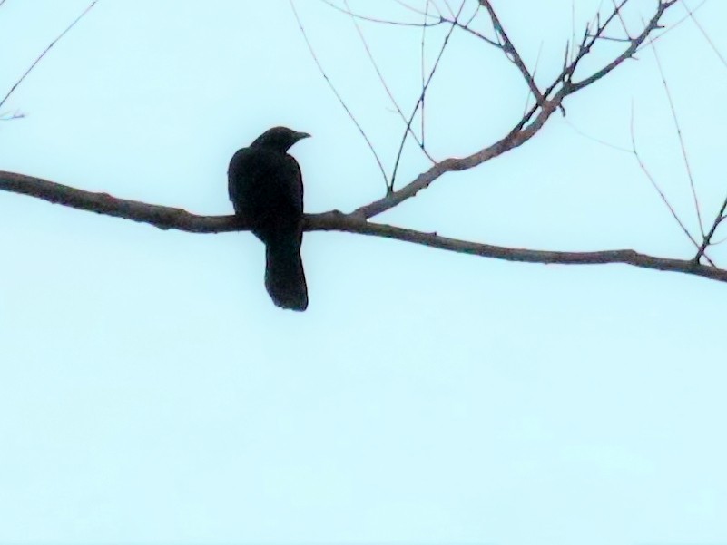 White-crowned Cuckoo - eBird