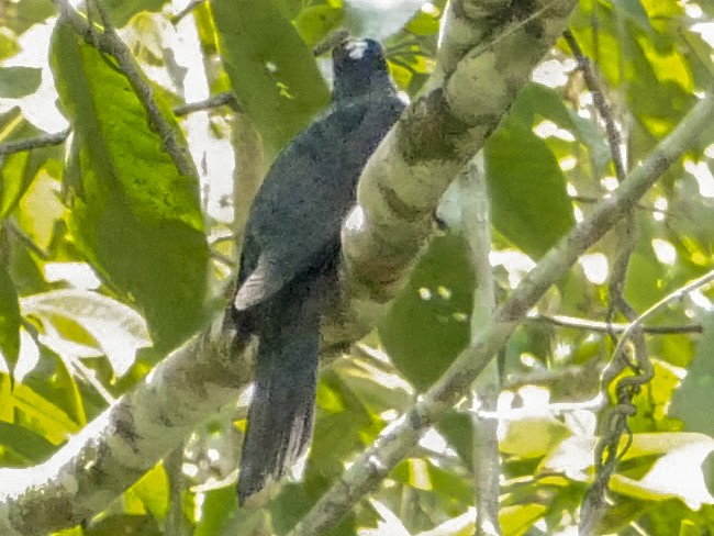 White-crowned Cuckoo - eBird