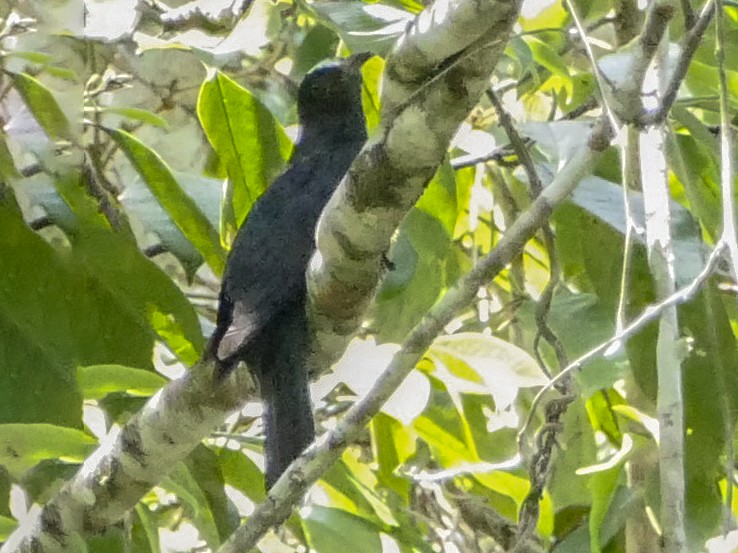 White-crowned Cuckoo - eBird