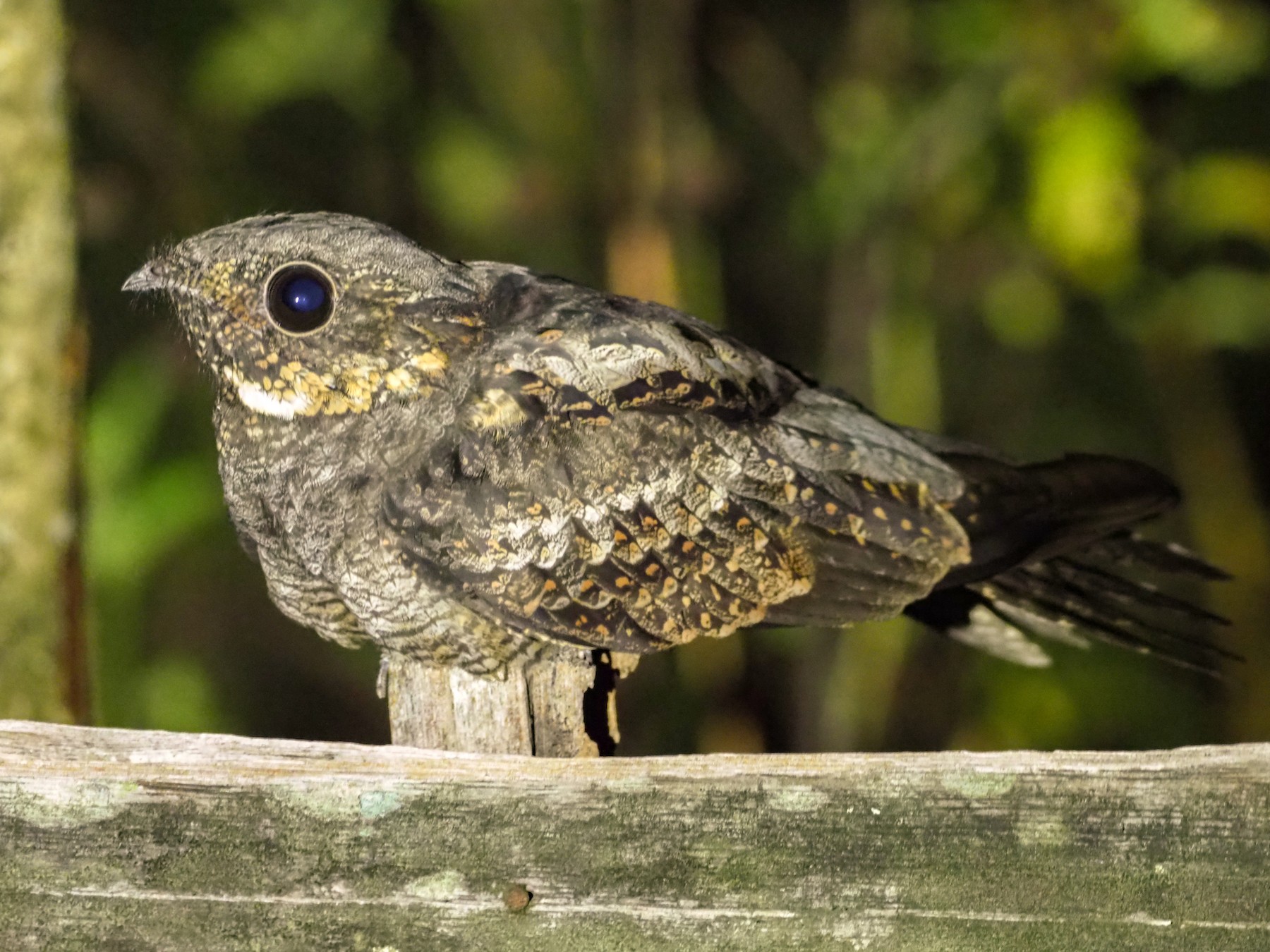 Papuan Nightjar - eBird