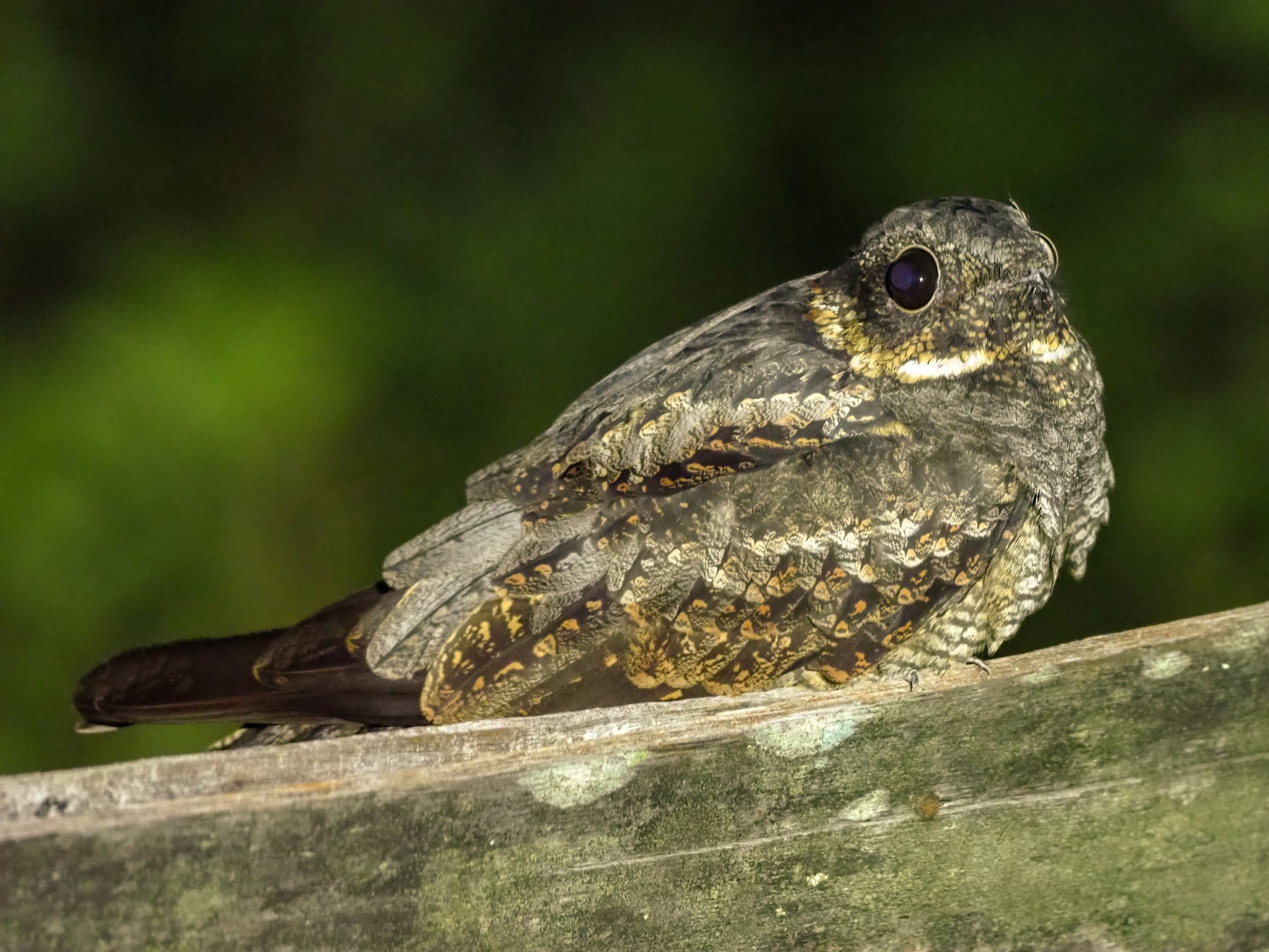 Papuan Nightjar - eBird