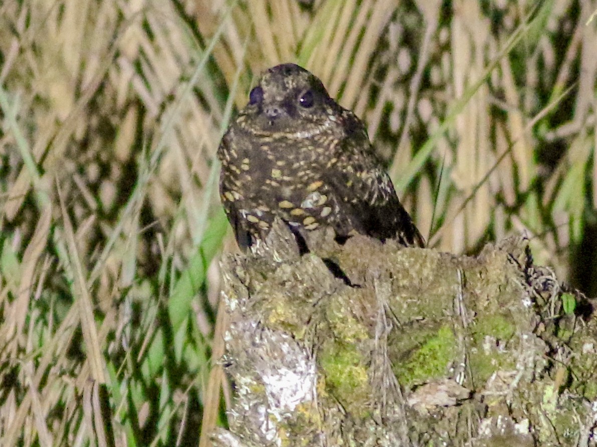 Archbold's Nightjar - eBird